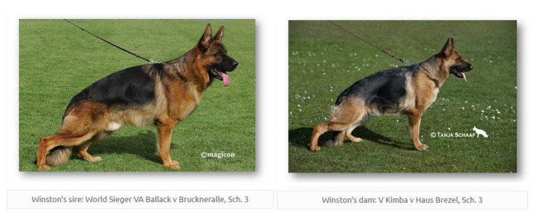 ballack-kimba | Haus Brezel German Shepherds